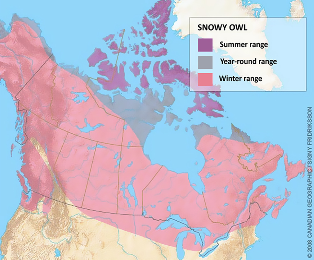 The Snowy Owl – Zoofari.ca